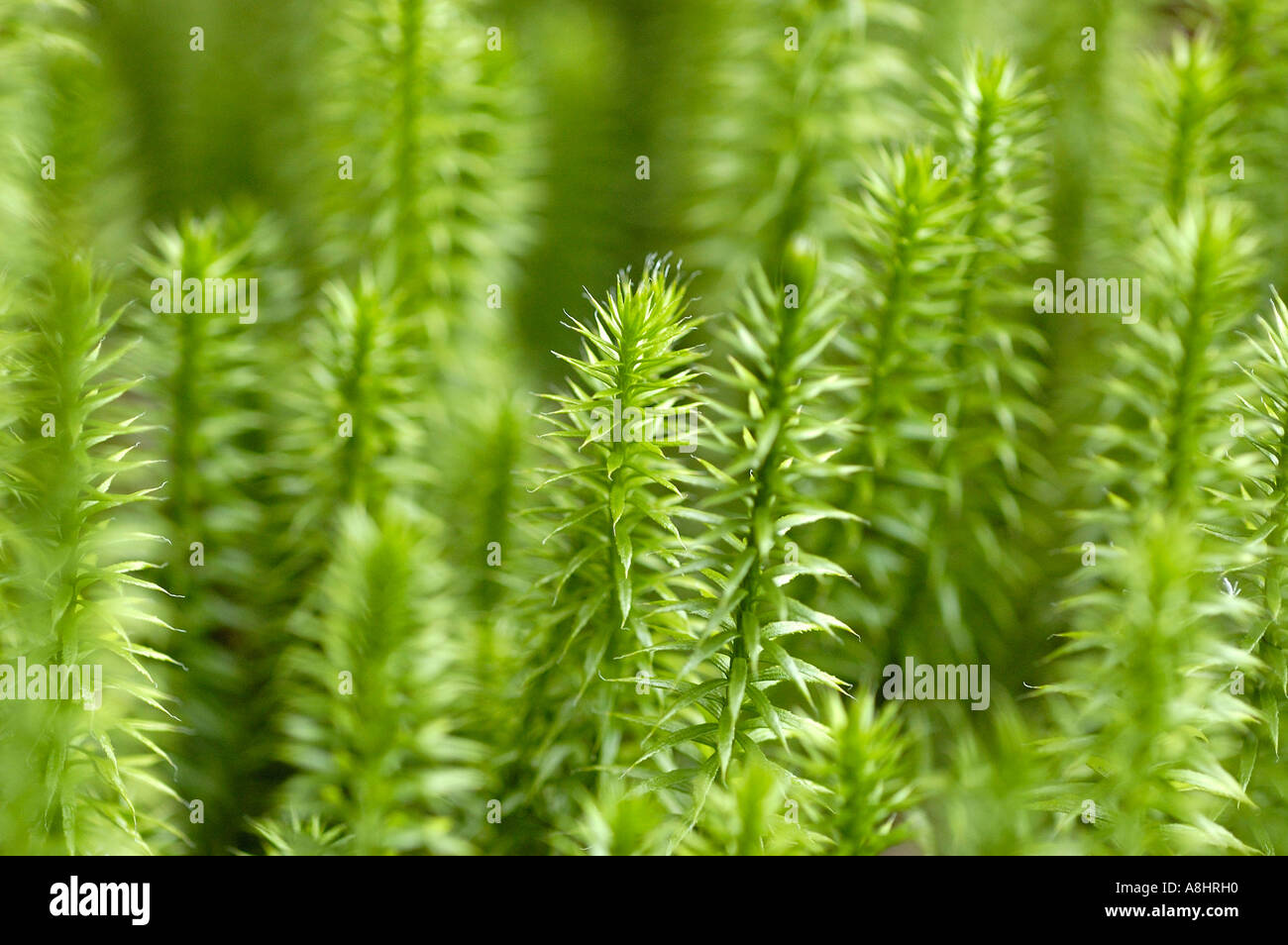 Lycopodium clavatum hi-res stock photography and images - Alamy