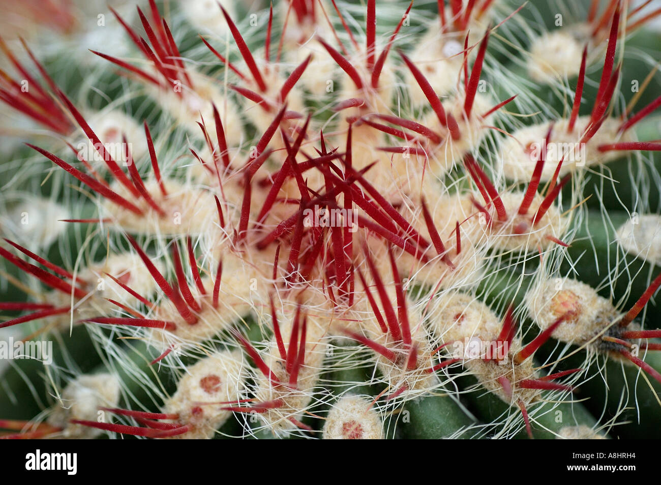Cactus above with red spines, Cactaceae, Ferocactus piliferus, Mexico ...