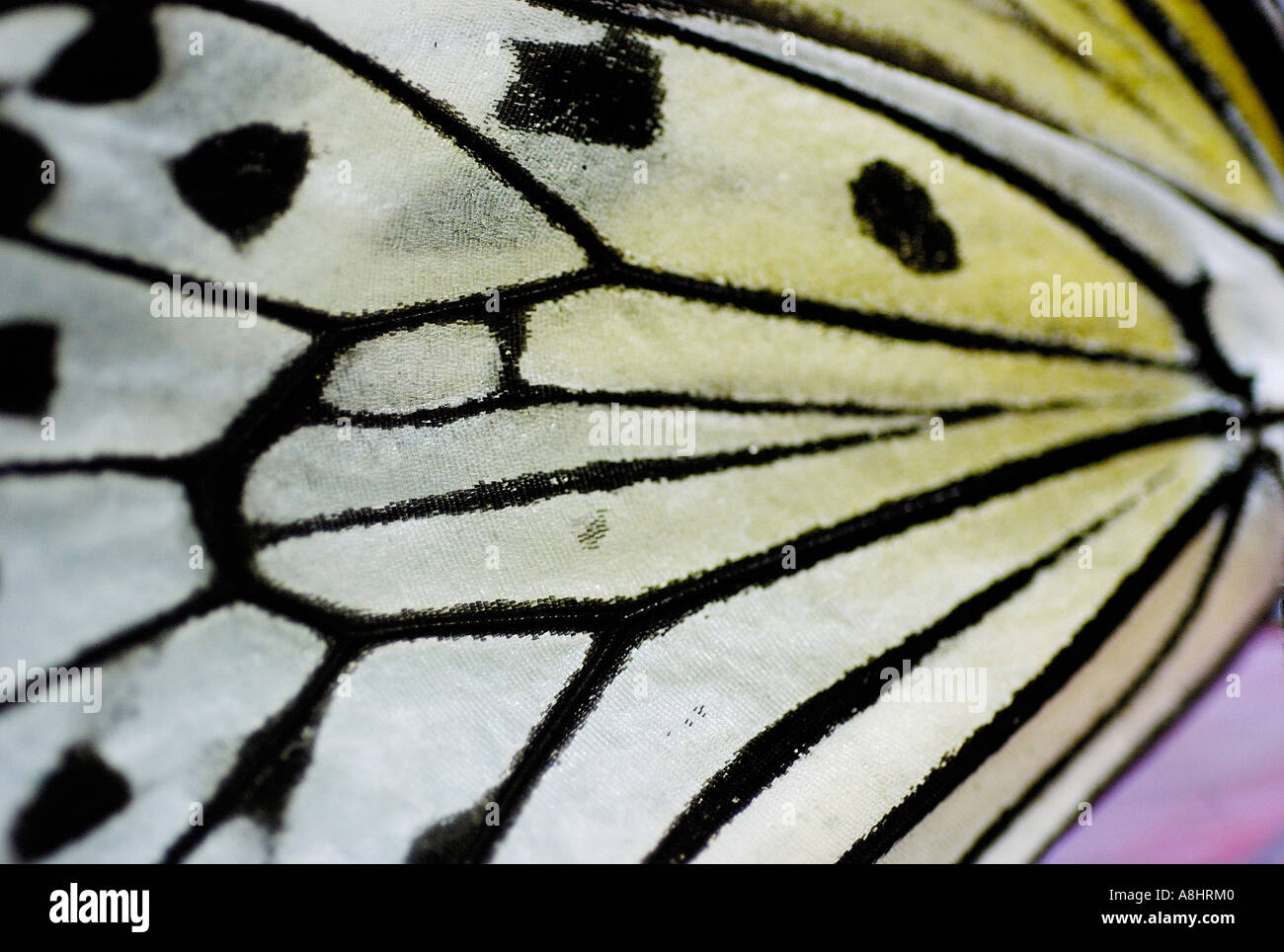 Muster on a wing of a butterfly, Nymphalidae, Idea leuconoe Stock Photo ...
