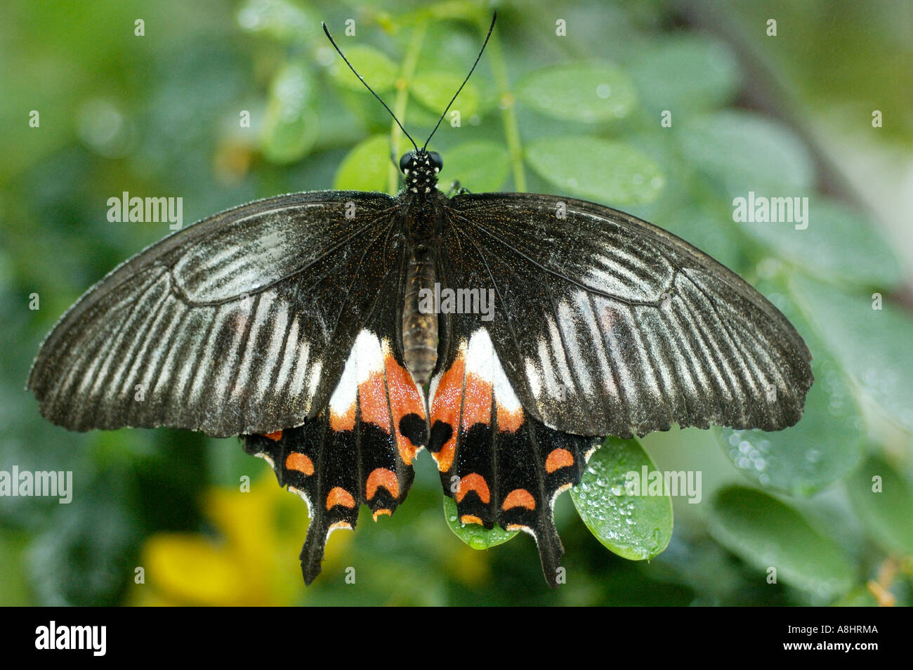 Swallowtail family, Papilio bianor, Papilionidae with spreading wings ...