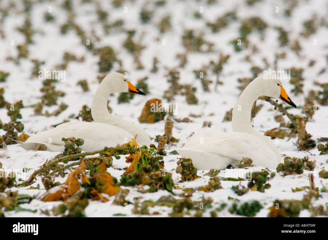 Bird Wooper Swan in winter with snow en frost Stock Photo - Alamy