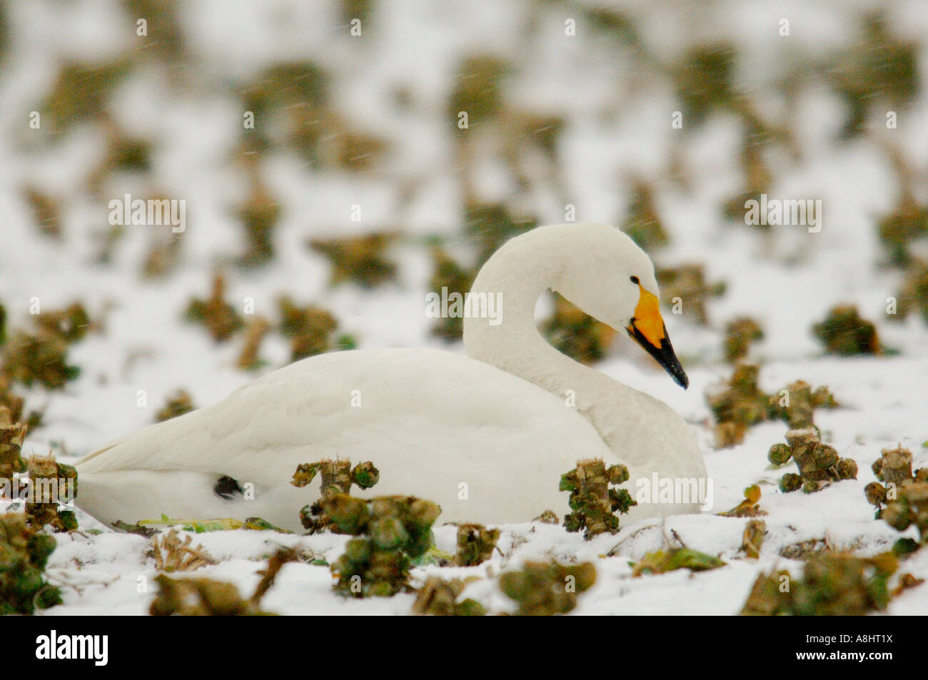 Bird Wooper Swan in winter with snow en frost Stock Photo - Alamy
