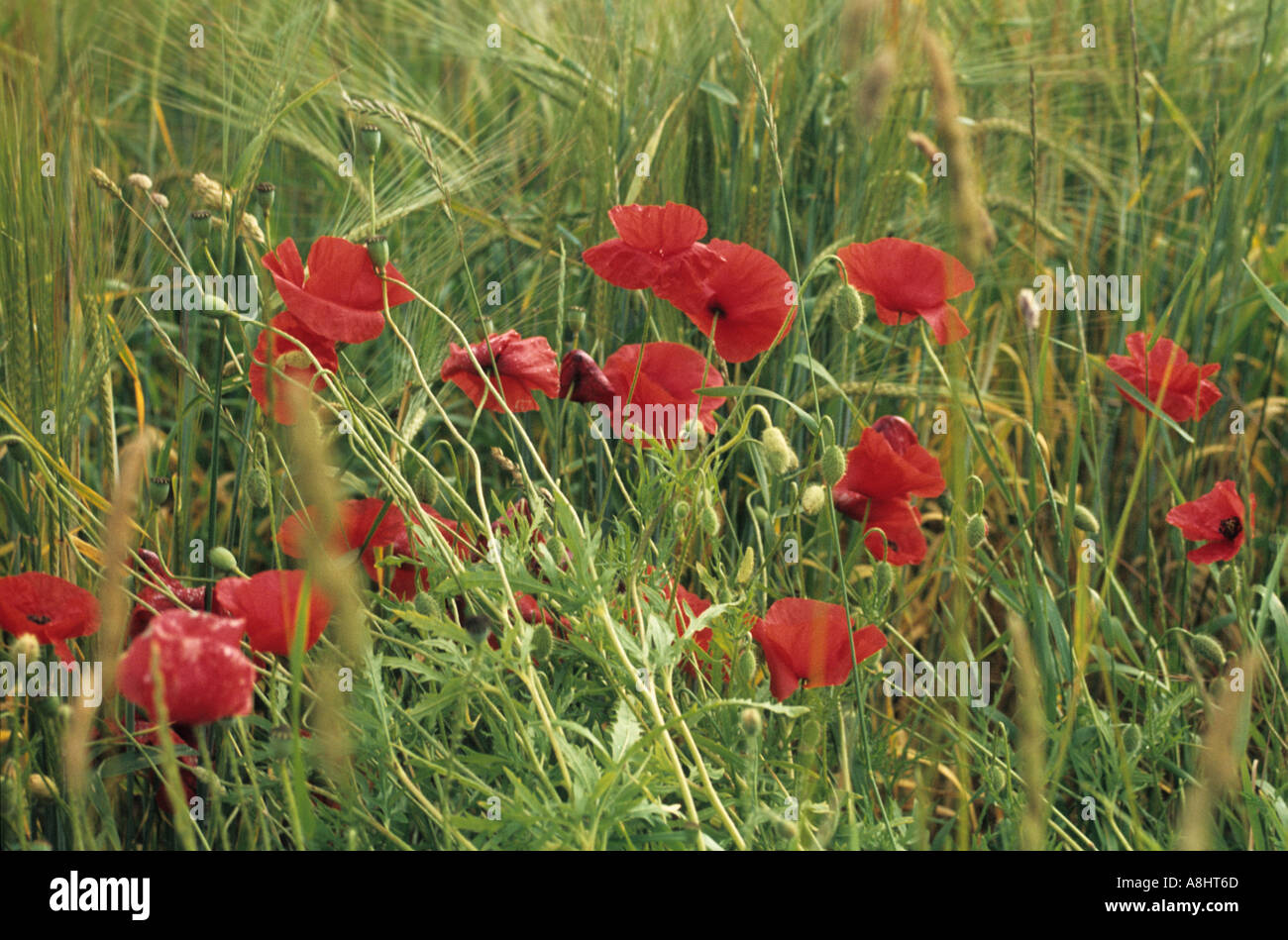 Rbl symbol hi-res stock photography and images - Alamy