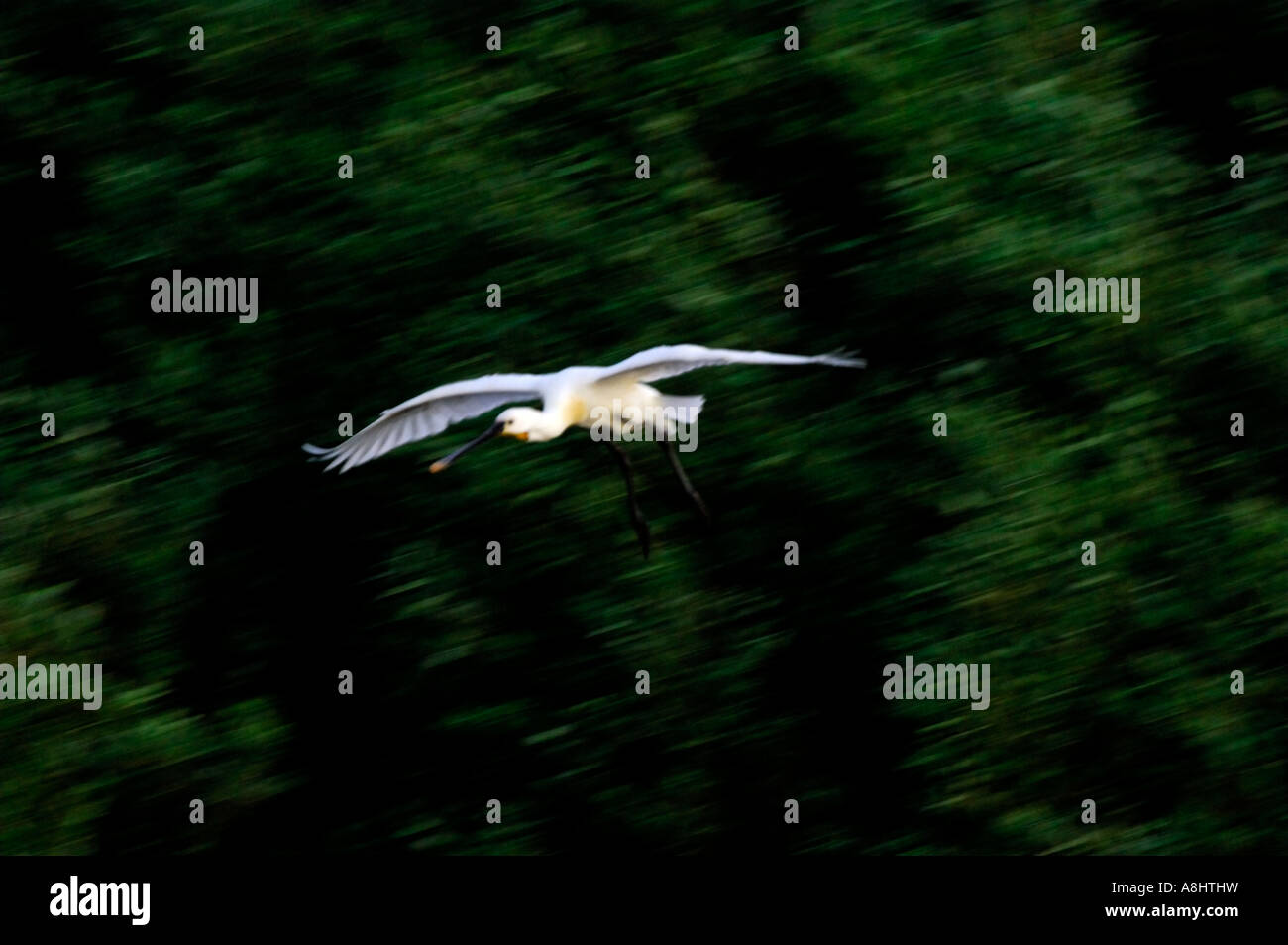 Flying Eurasian spoonbill bird Platalea leucorodia Stock Photo - Alamy