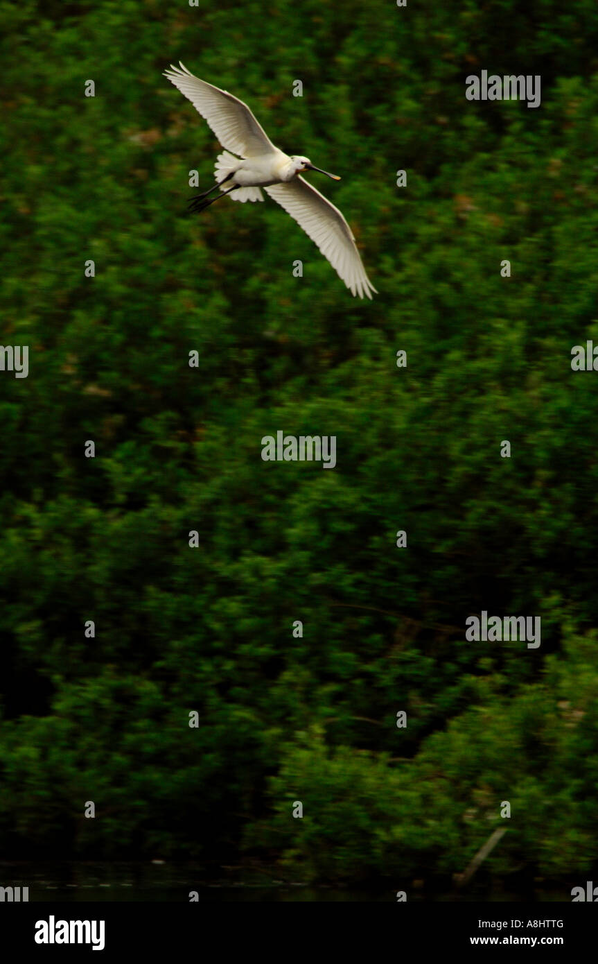 Flying Eurasian spoonbill bird Platalea leucorodia Stock Photo - Alamy