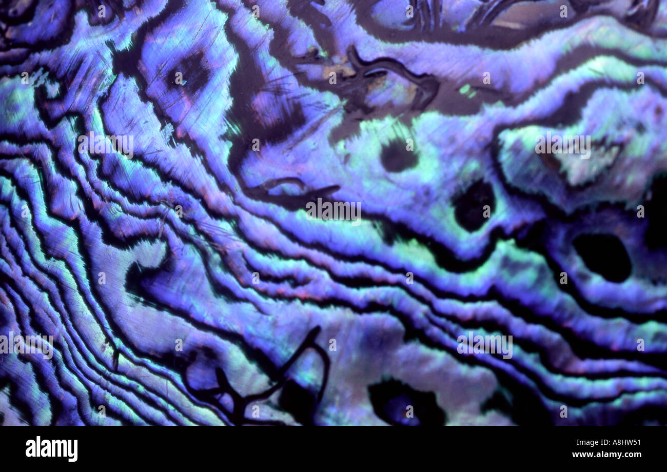 Polished abalone hi-res stock photography and images - Alamy