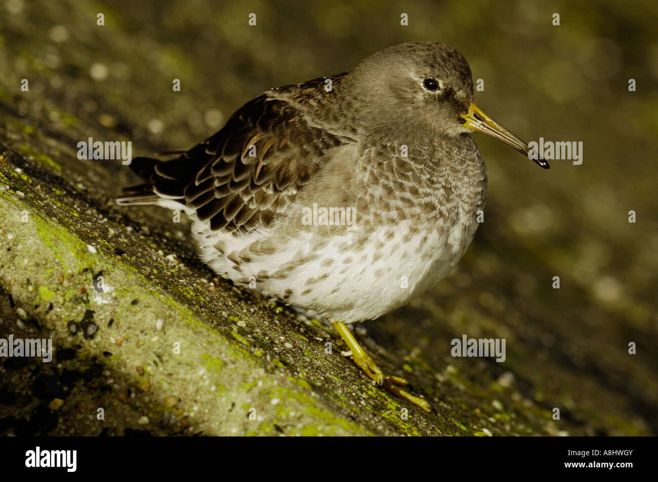 Sitting Purple Sandpiper bird Calidris maritima on the rocks from the ...