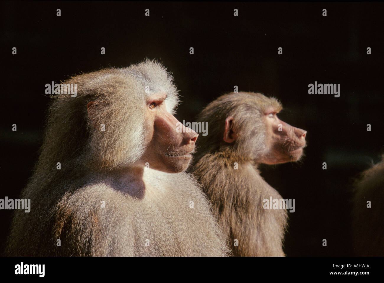 Coat monkeys hi-res stock photography and images - Alamy