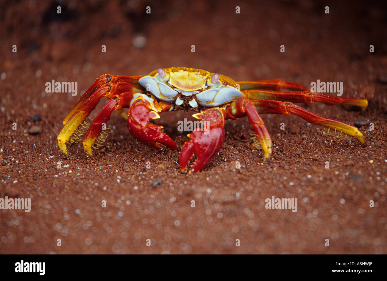 Red cliff crab hi-res stock photography and images - Alamy