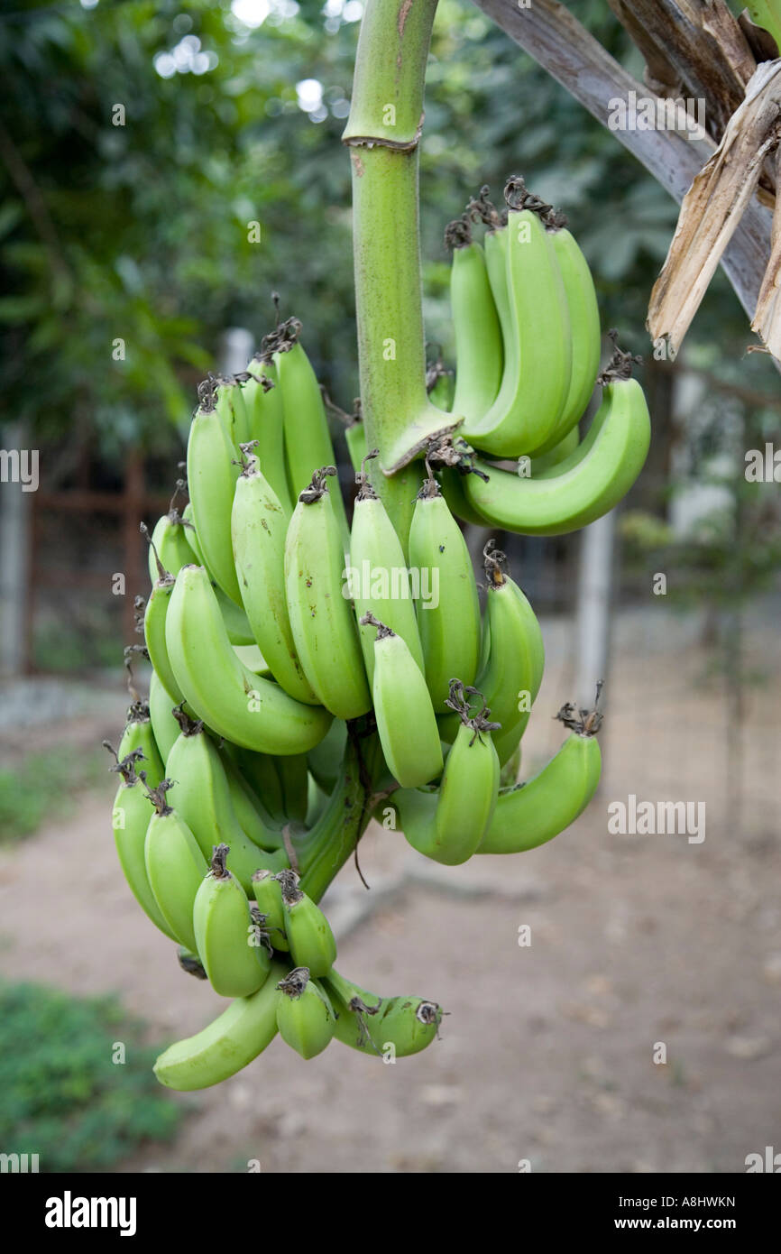 Bananas hanging on tree, vietnam Stock Photo - Alamy