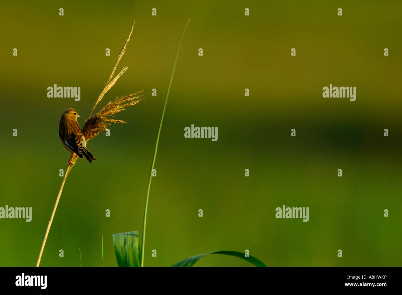 Little song bird in reet Stock Photo - Alamy