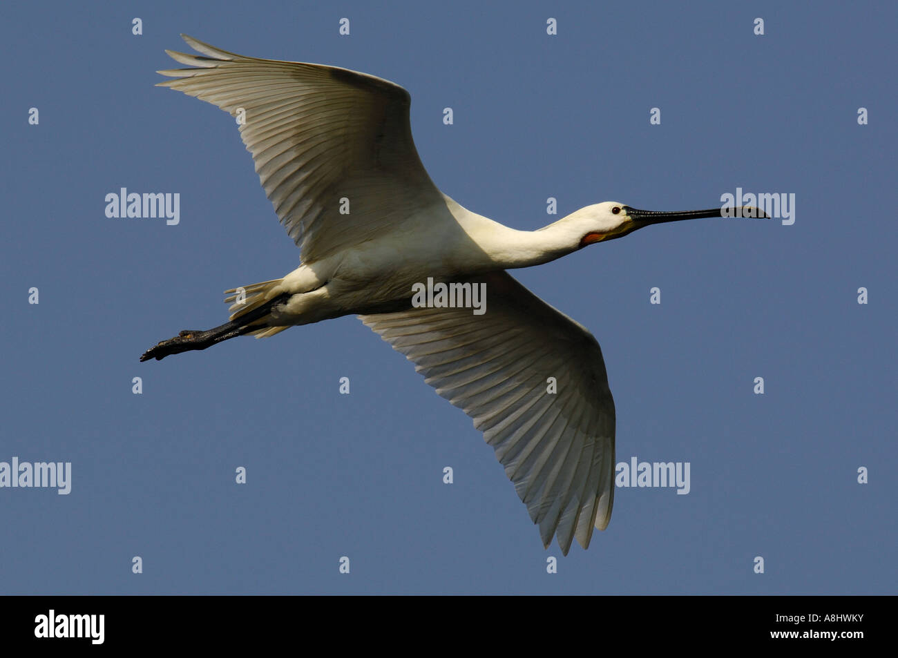 Flying Eurasian spoonbill bird Platalea leucorodia Stock Photo - Alamy