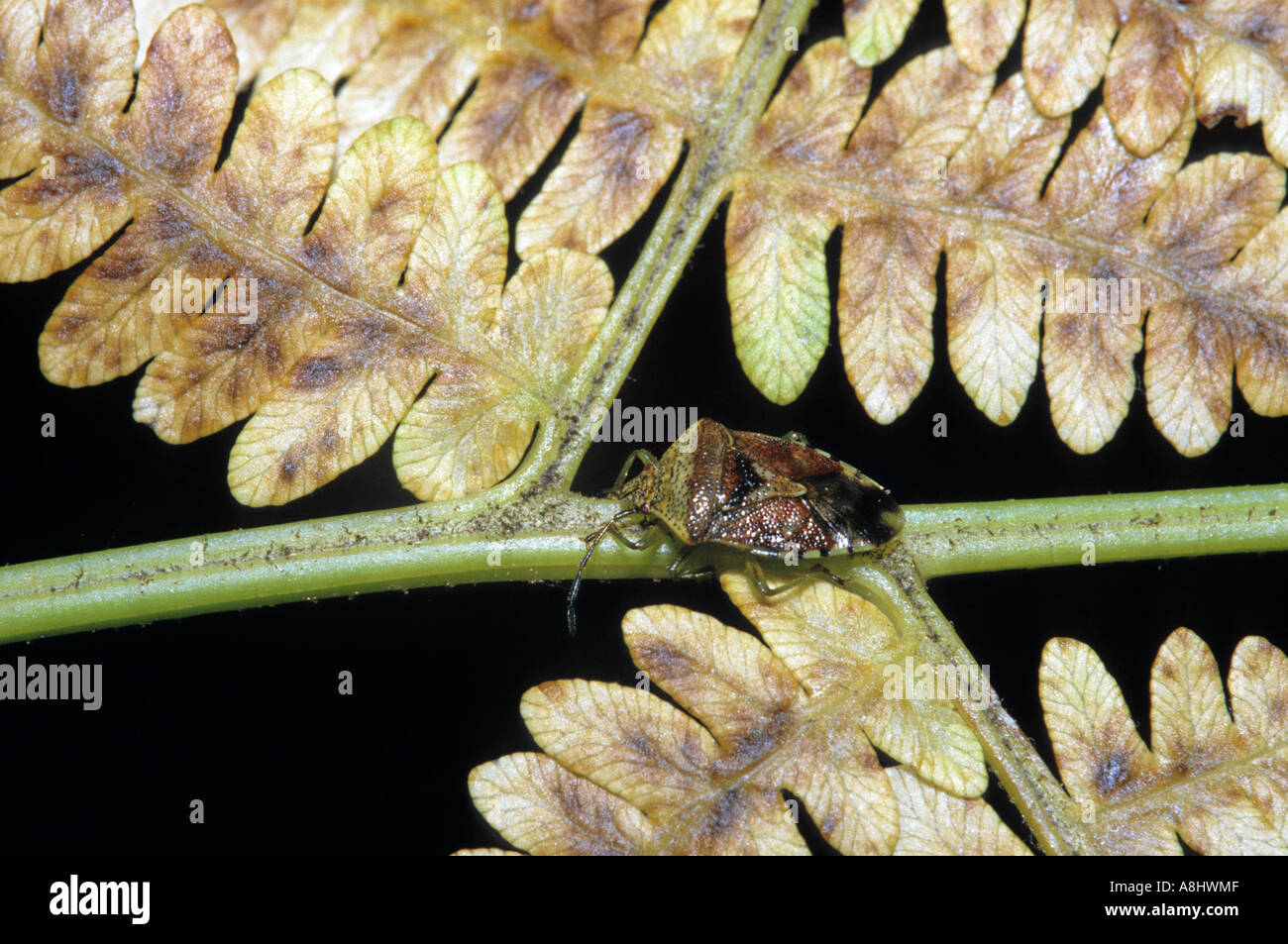 Bug on a fern Stock Photo - Alamy