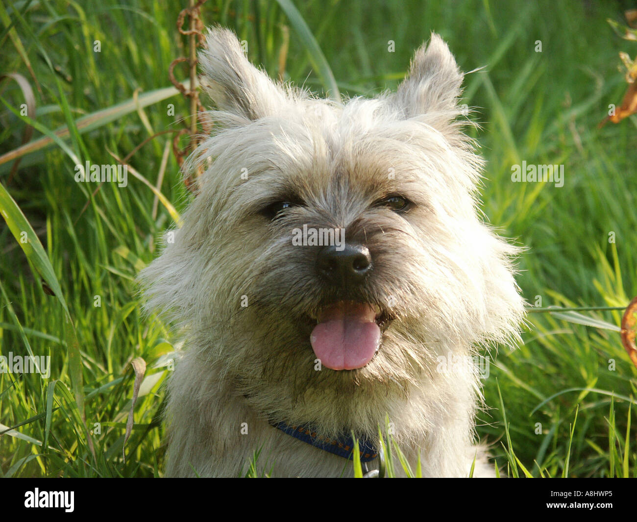 Terrier, breed of dog Stock Photo - Alamy