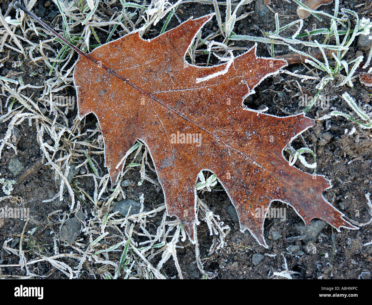 Sheet with hoarfrost Stock Photo - Alamy