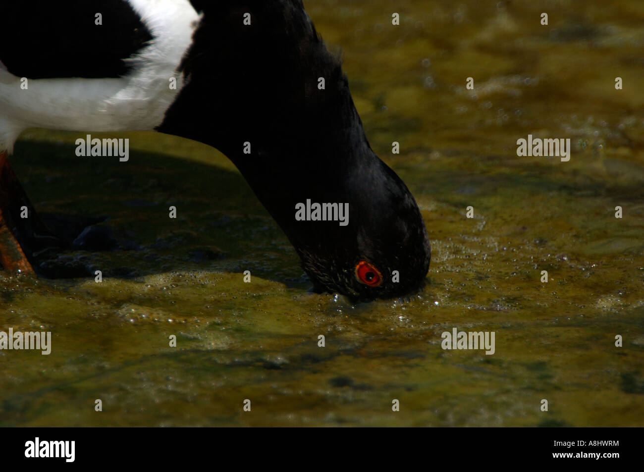 Bird in the mud Eurasian Oystercatcher Bird Haematopus ostralegus Stock ...