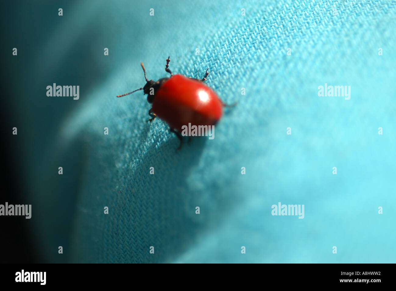 lady bird rear view Stock Photo - Alamy