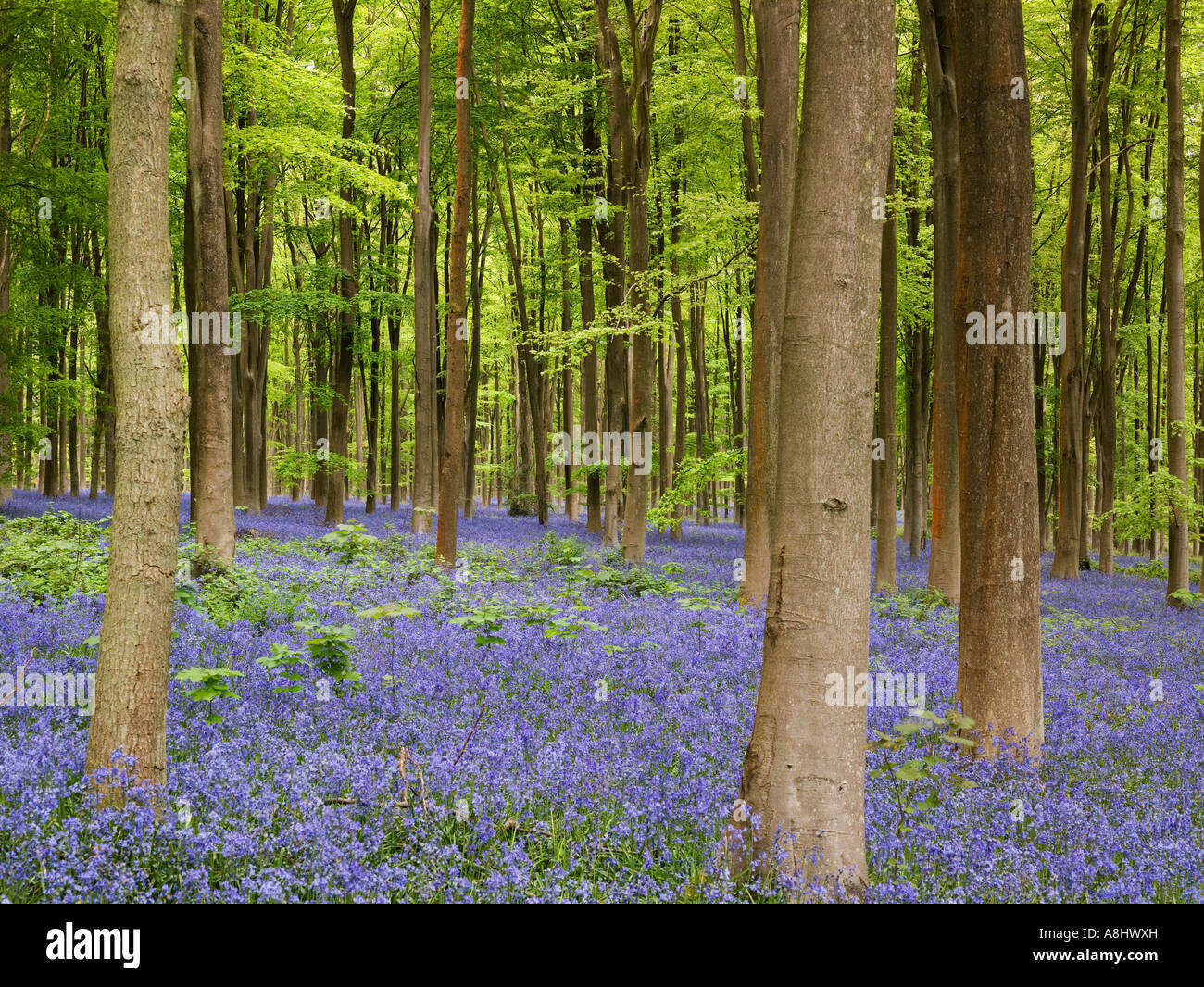 Sea of Bluebells Stock Photo - Alamy