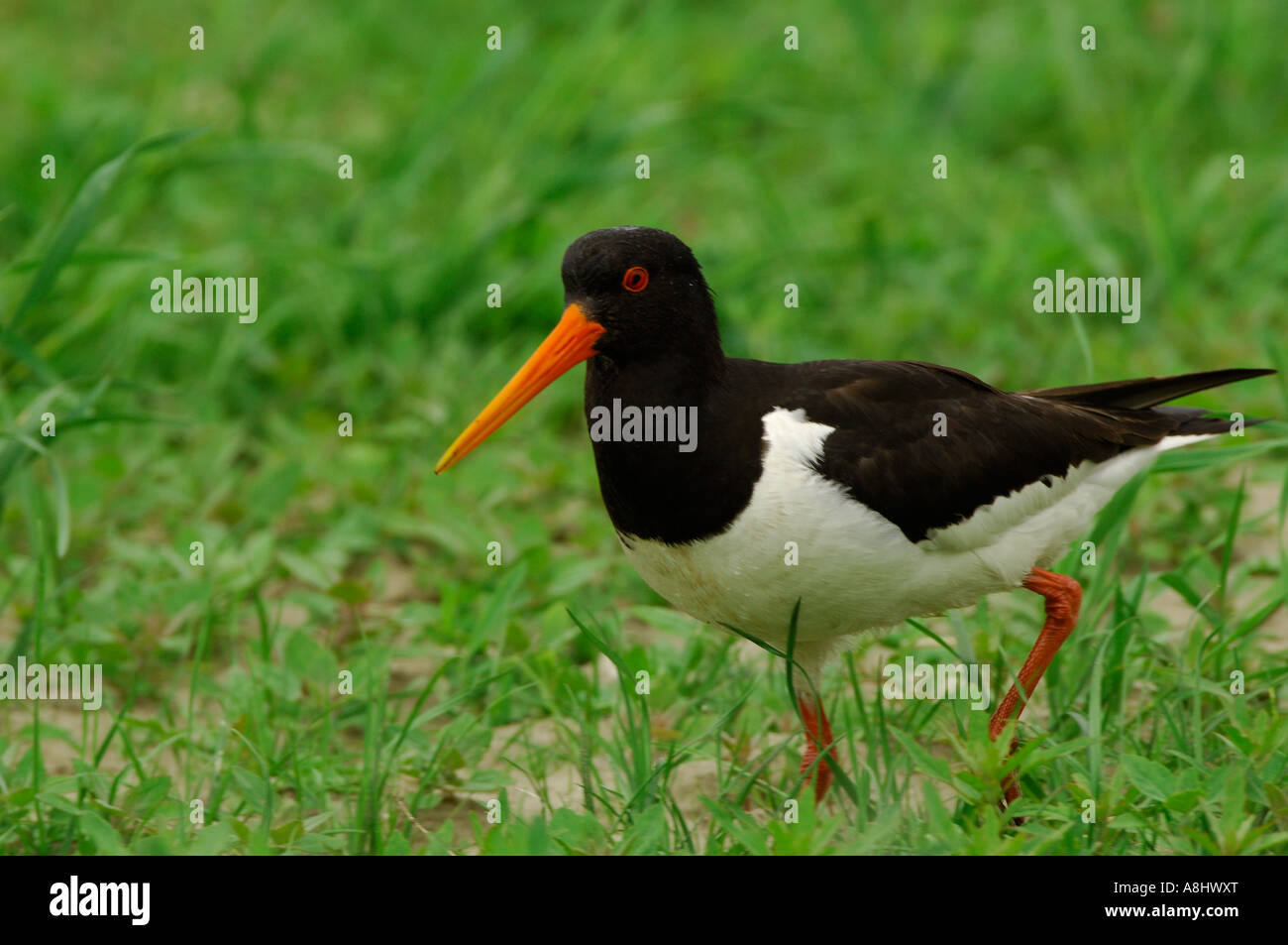 Bird on the ground Eurasian Oystercatcher Bird Haematopus ostralegus ...