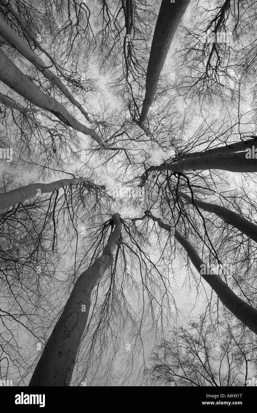 Branches beech Black and White Stock Photos & Images - Alamy