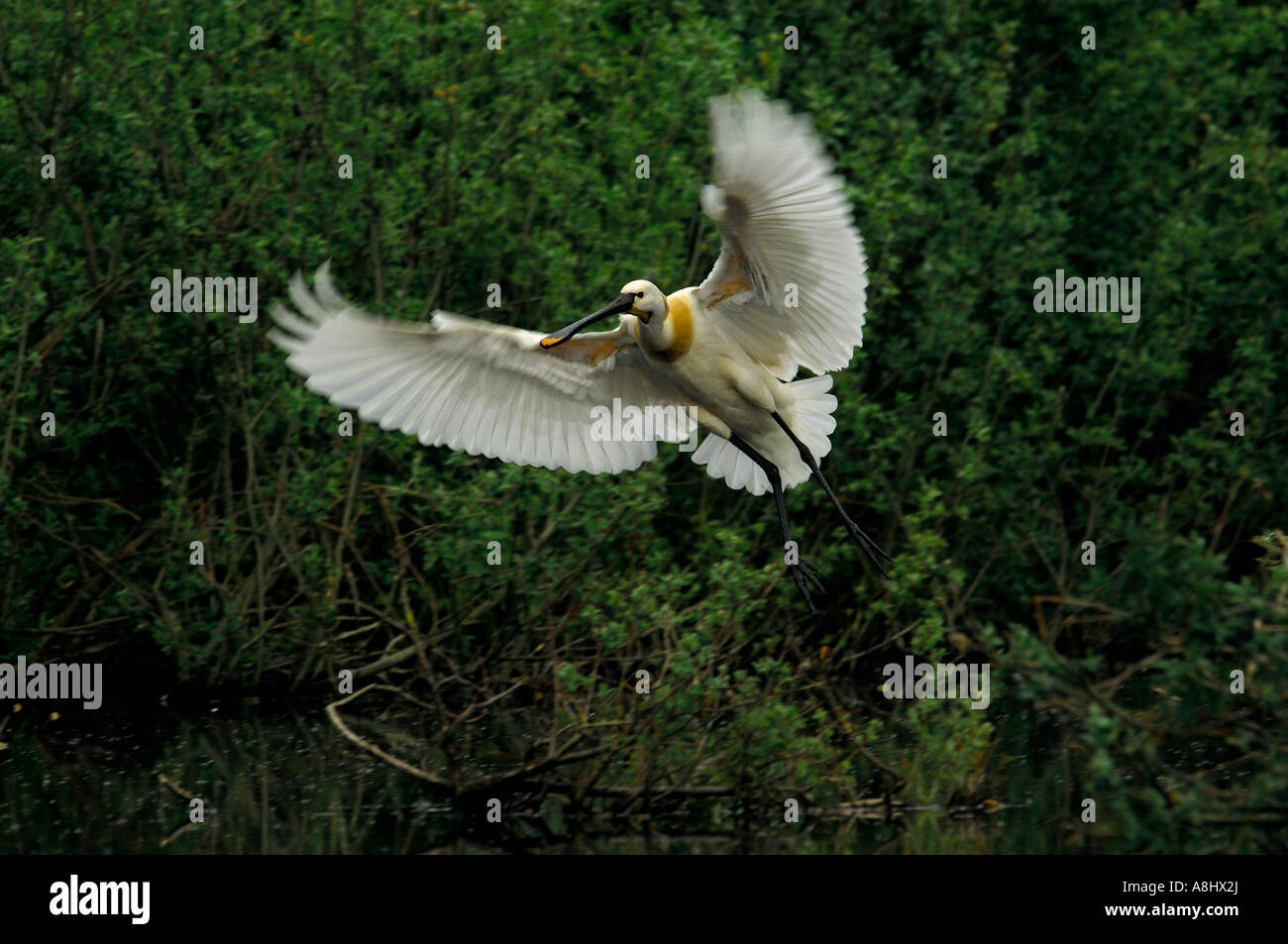 Flying Eurasian spoonbill bird Platalea leucorodia landing Stock Photo ...