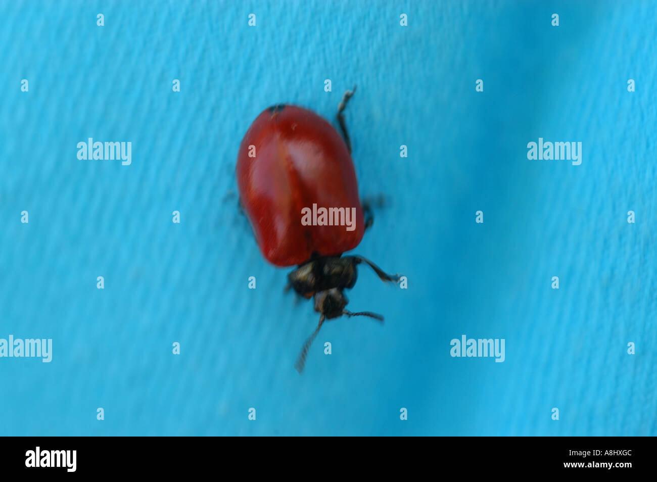 aerial view of ladybird Stock Photo - Alamy