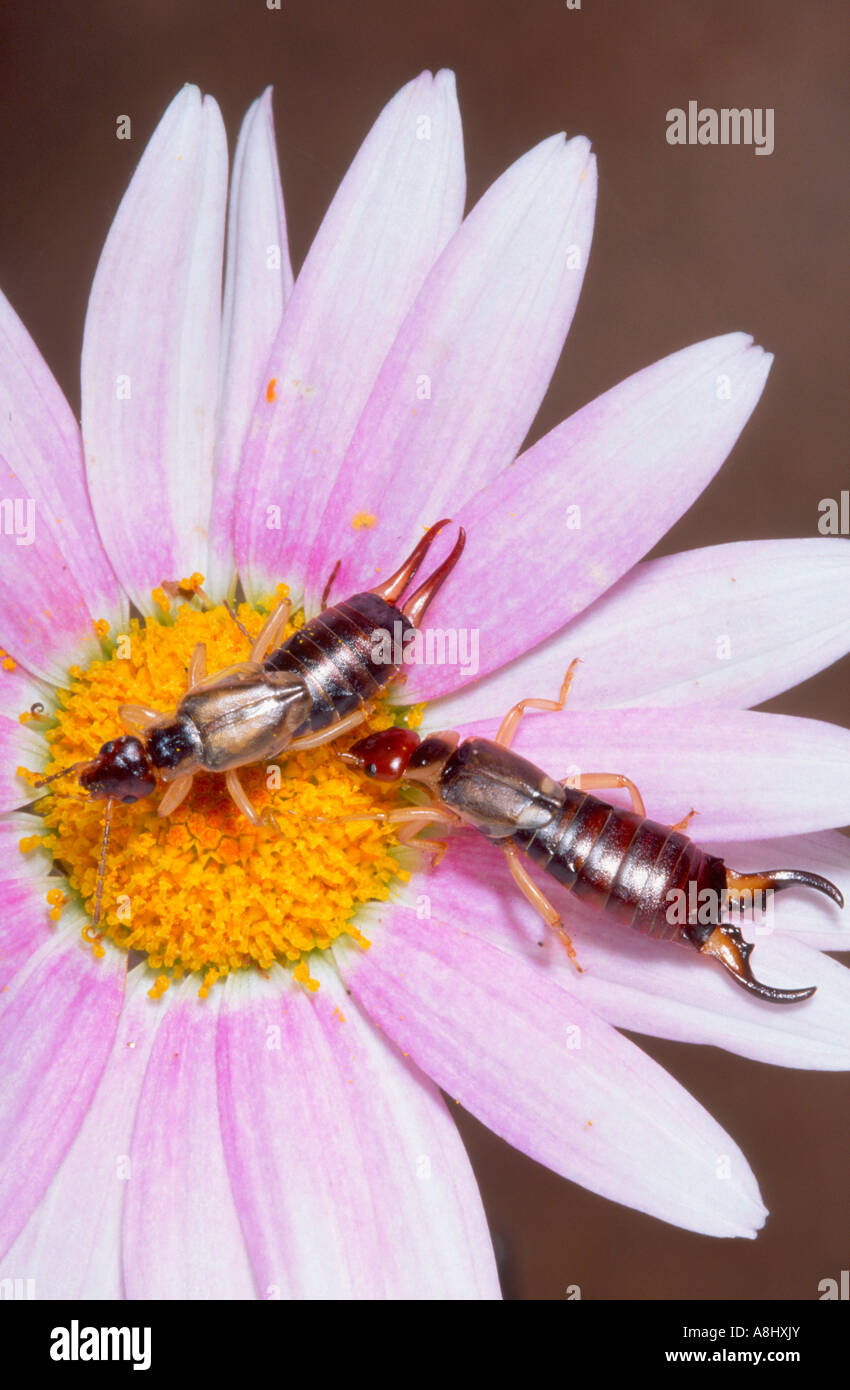 Australian earwig hi-res stock photography and images - Alamy
