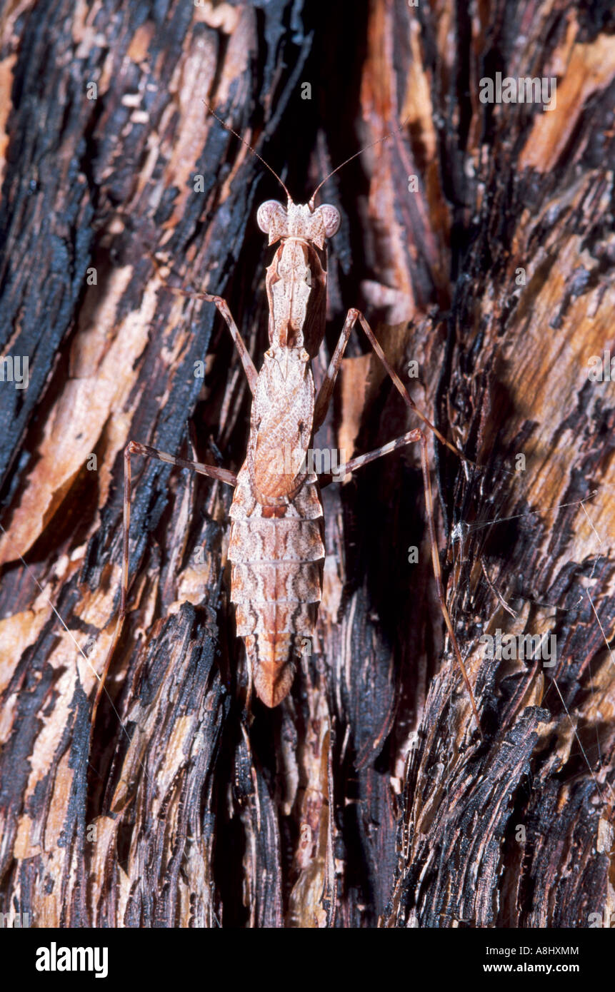Cryptic praying mantis hi-res stock photography and images - Alamy