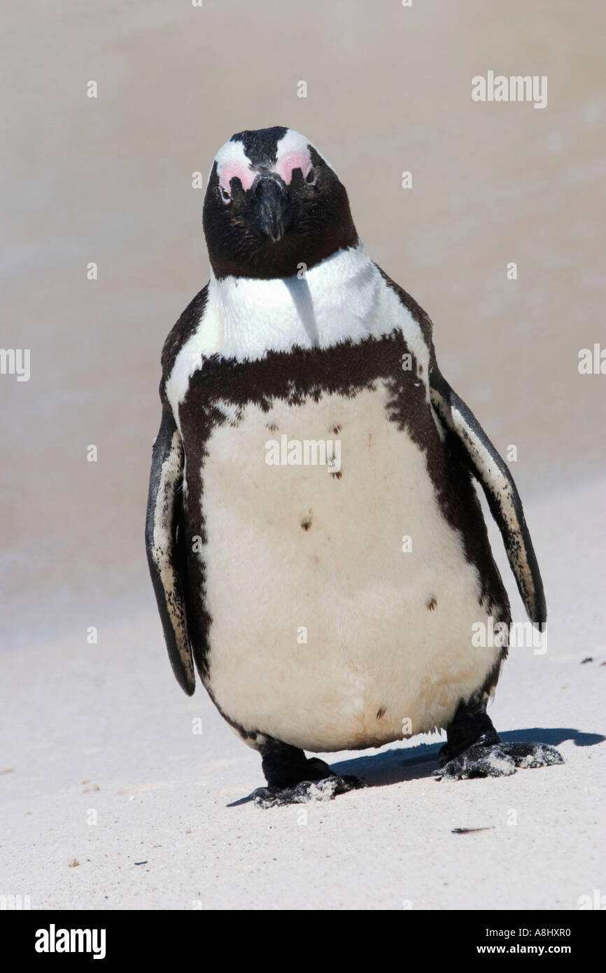 Living penguin hi-res stock photography and images - Alamy