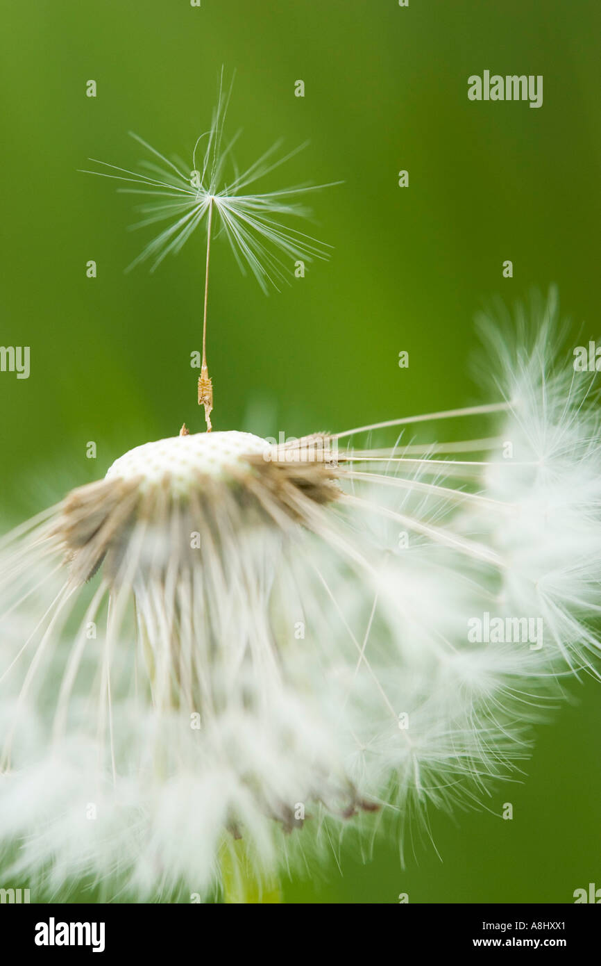 Dandelion with seeds stalk in front of a green background Stock Photo ...