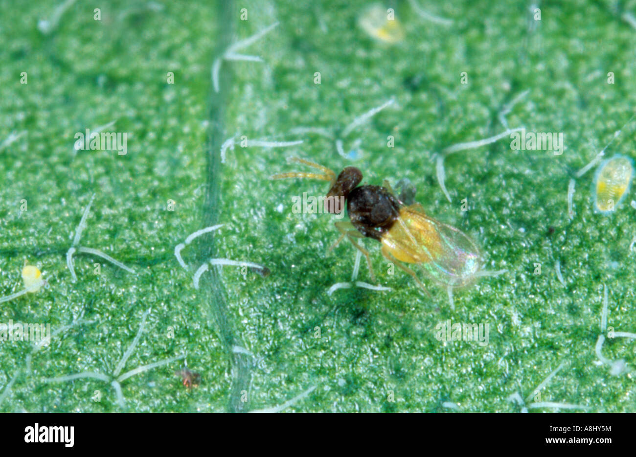 Greenhouse whitefly parasite encarsia formosa hi-res stock photography ...
