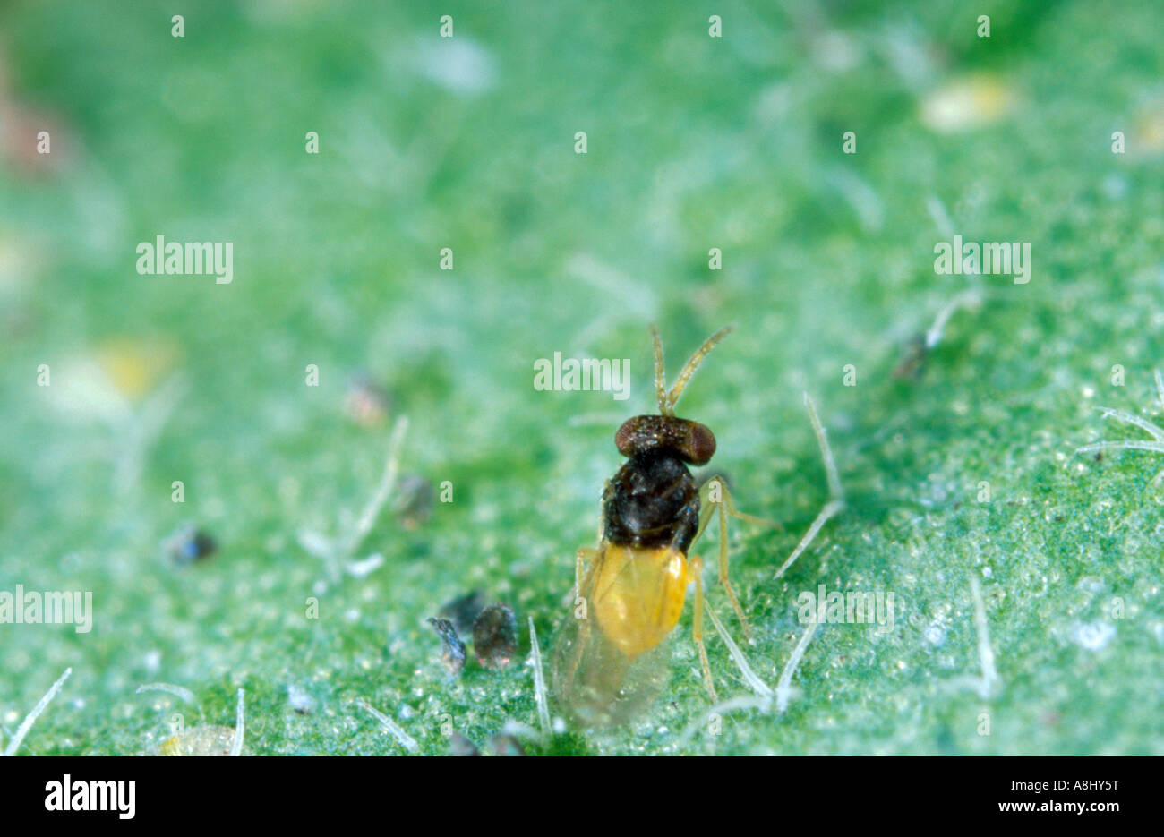 Encarsia formosa the greenhouse whitefly parasite Stock Photo - Alamy
