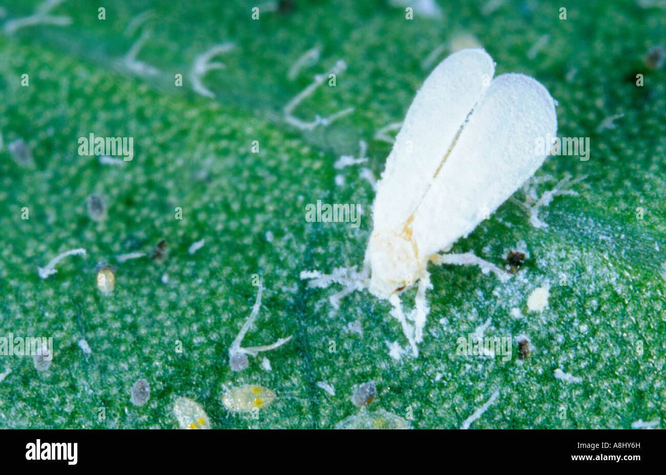 Greenhouse whitefly adult, eggs and nymphs Stock Photo - Alamy