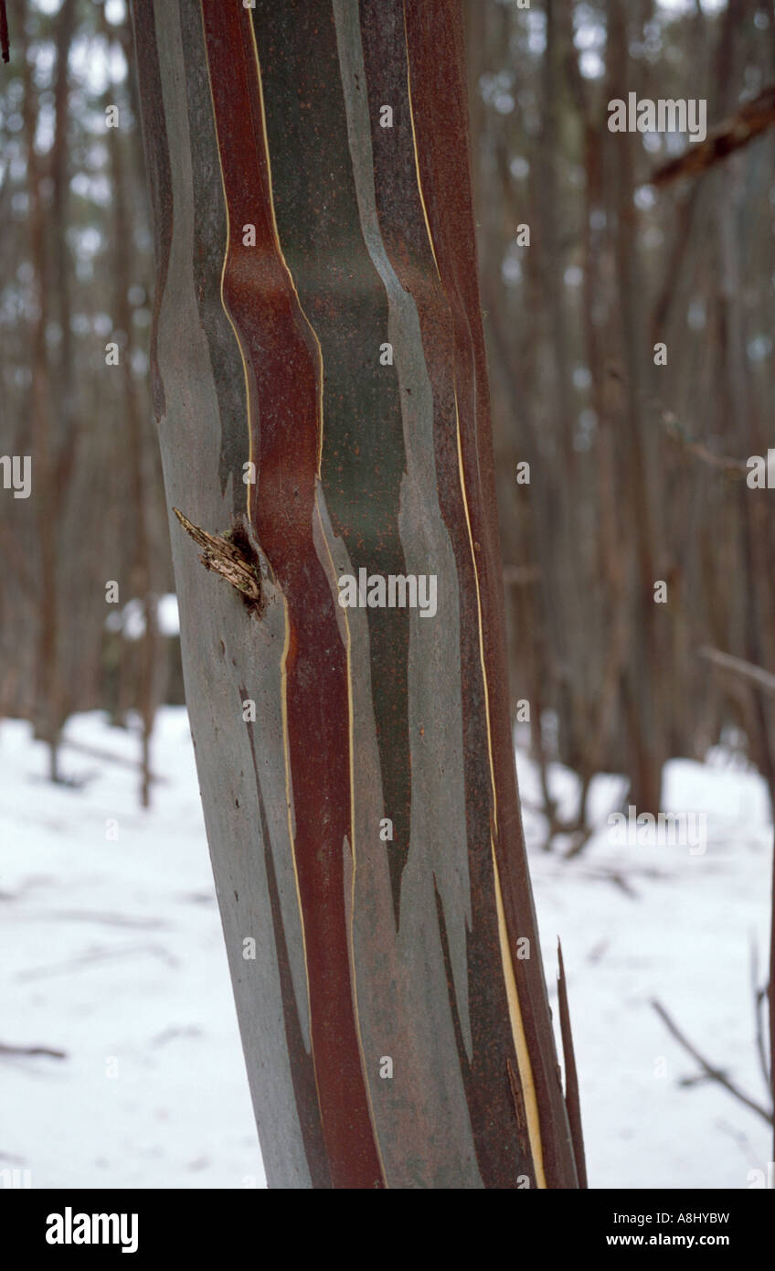 Snow gum close-up - euclaypt bark in snow Stock Photo - Alamy