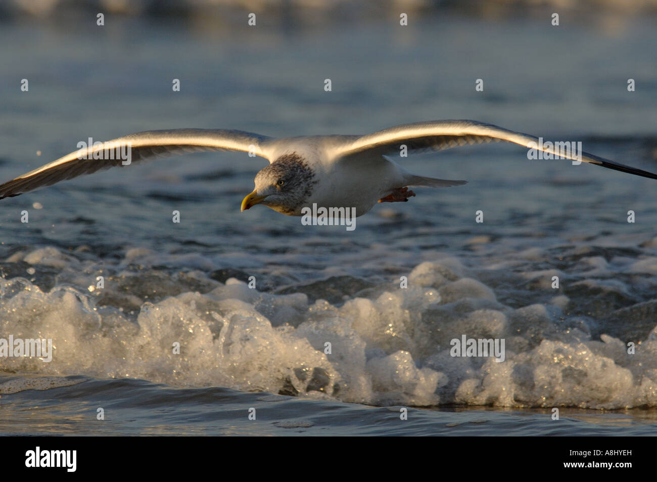 Sitting Herring Gull bird Larus argentatus Stock Photo - Alamy