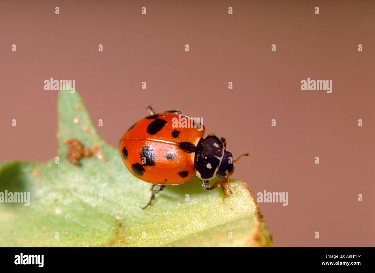 Spotted amber ladybird close-up Stock Photo - Alamy