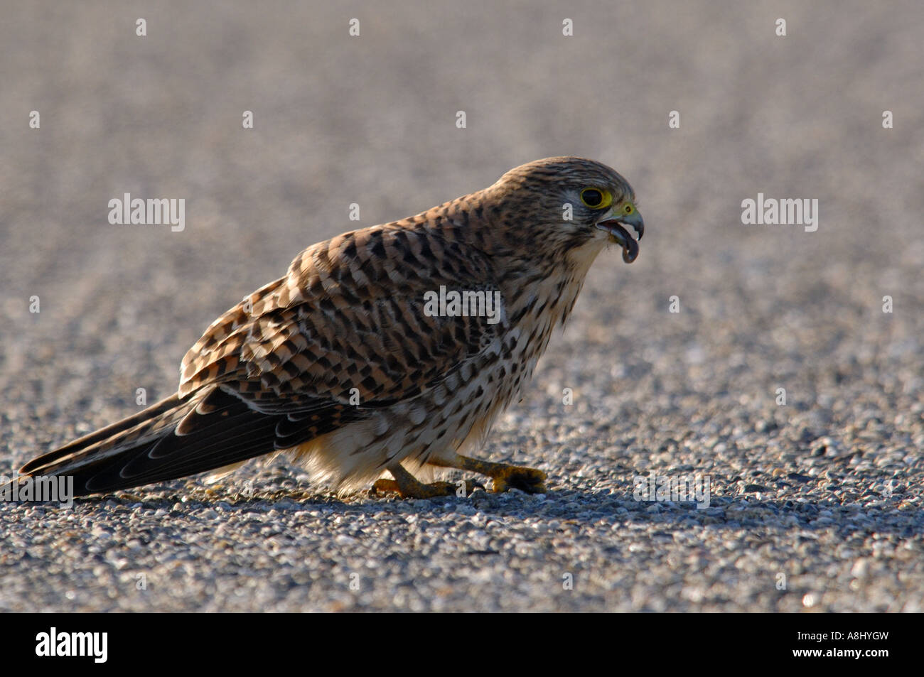 Bird Common Kestrel on the road Stock Photo - Alamy
