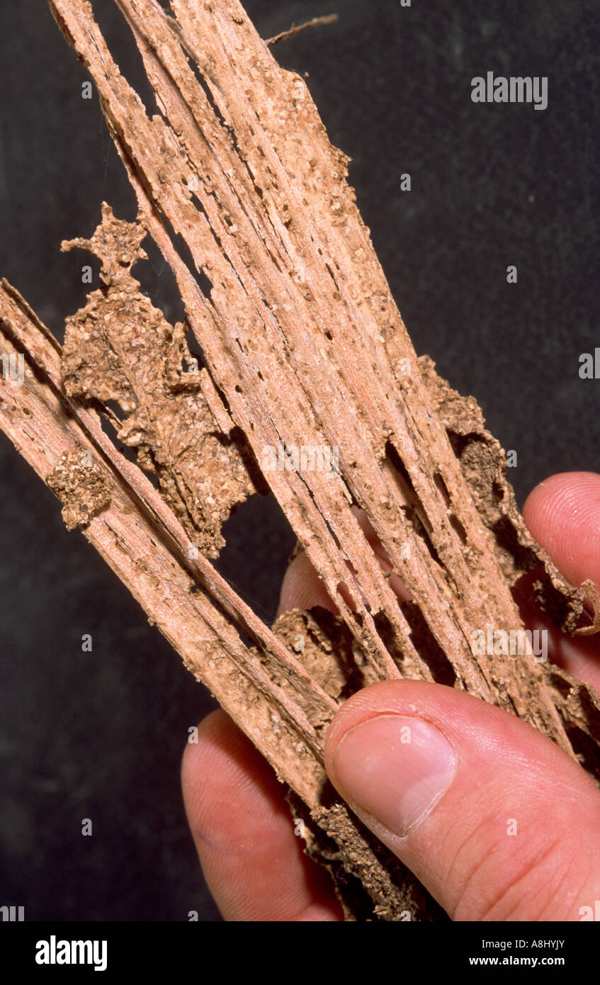 Termite damage to wood, timber - Coptotermes sp - Australia Stock Photo ...