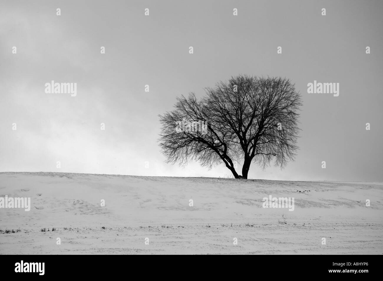 Tree without leaves in black and white hi-res stock photography and ...