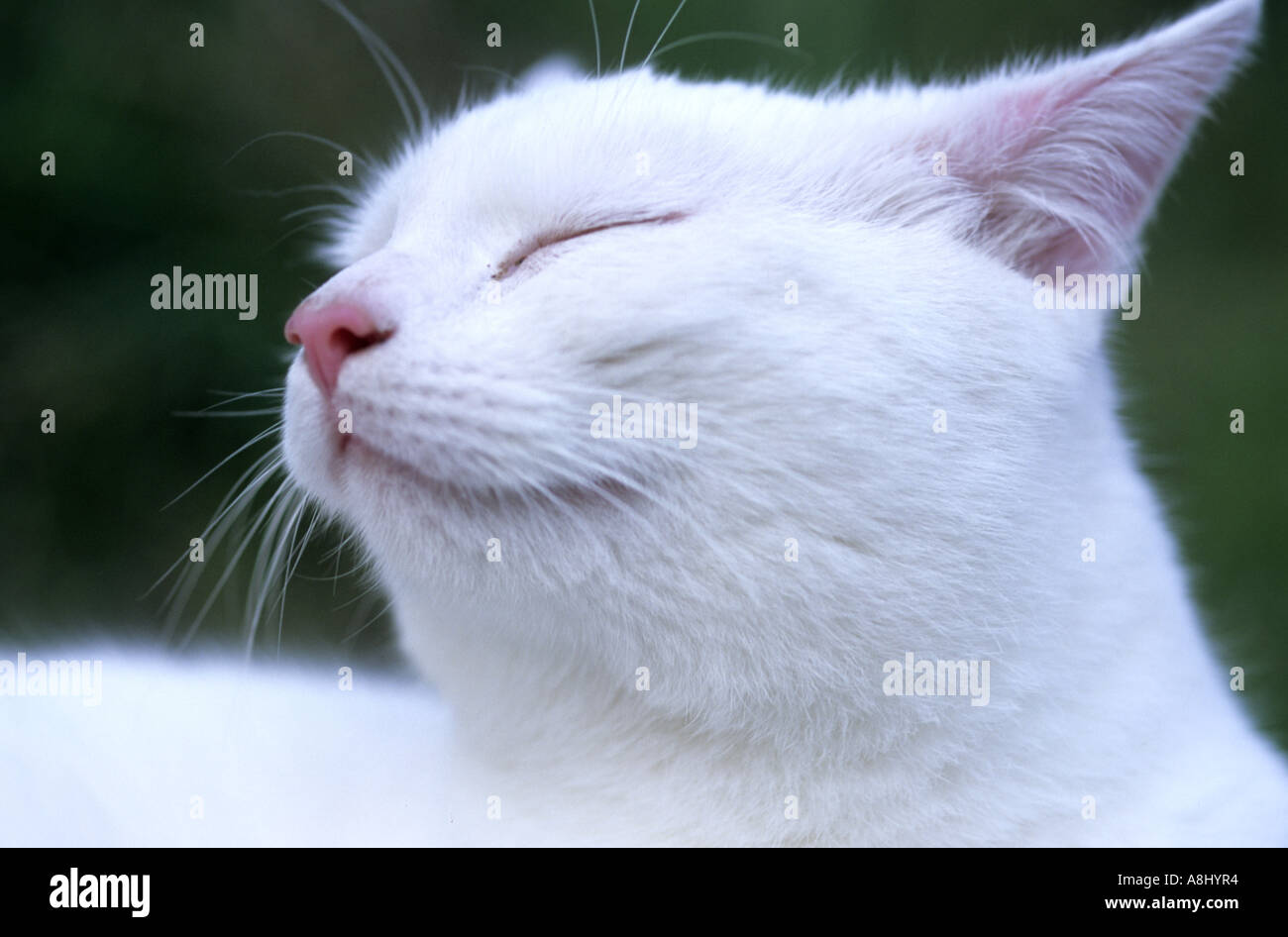 White cat with closed eyes Stock Photo - Alamy