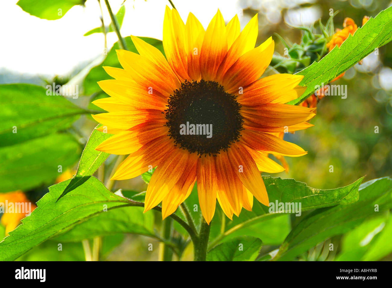 Flowering sunflower helianthus annus Stock Photo - Alamy