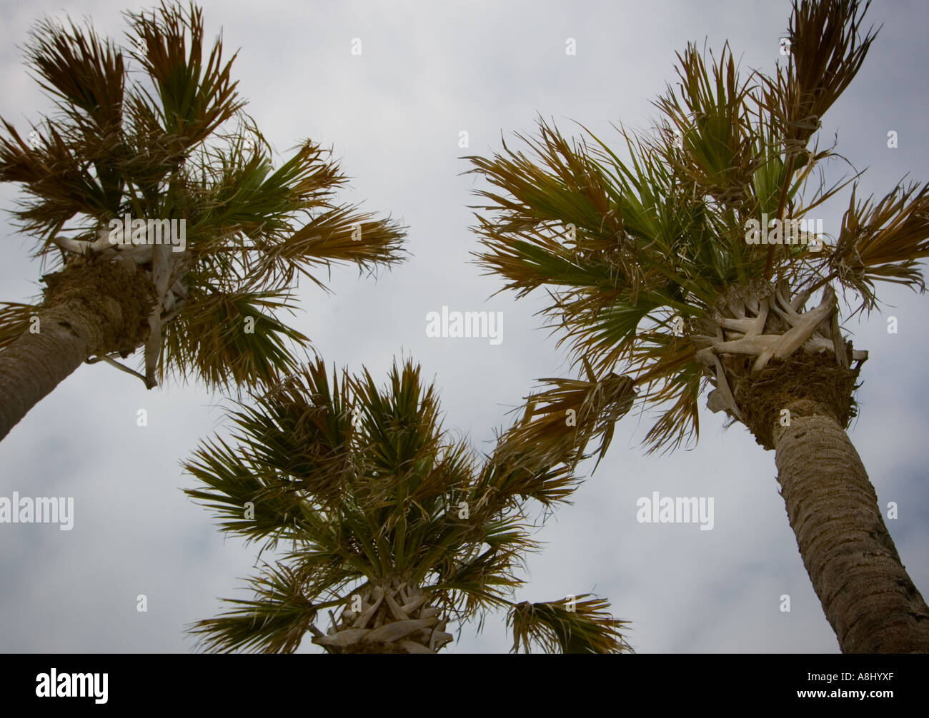 Tropical sky palm trees hi-res stock photography and images - Alamy