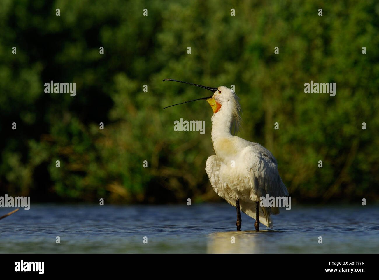 One bird in the water yawn Eurasian spoonbill bird Platalea leucorodia ...