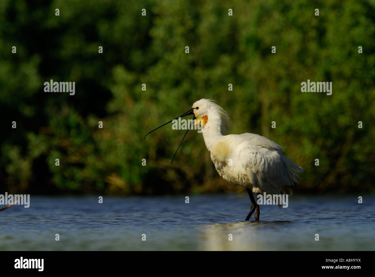 One bird in the water yawn Eurasian spoonbill bird Platalea leucorodia ...