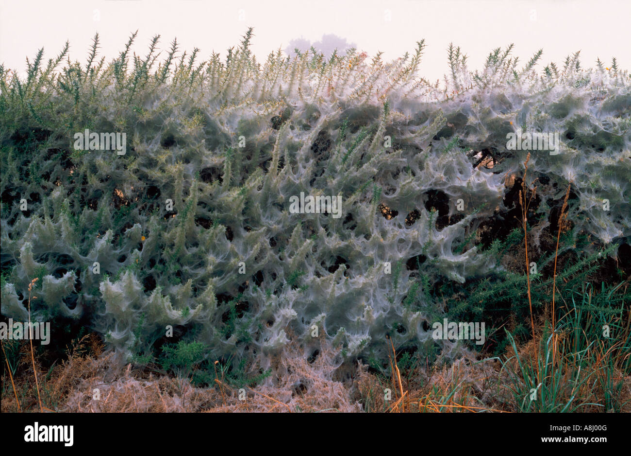 Sheetweb spider on gorse hedge, New Zealand Stock Photo - Alamy