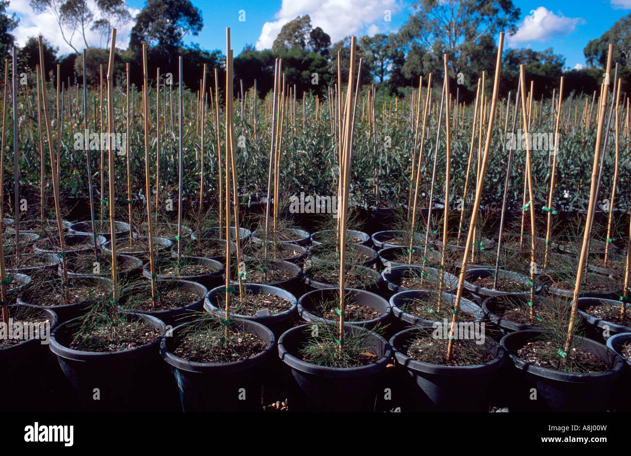 Sheoke tree hi-res stock photography and images - Alamy