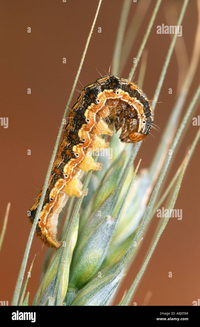Budworm hi-res stock photography and images - Alamy