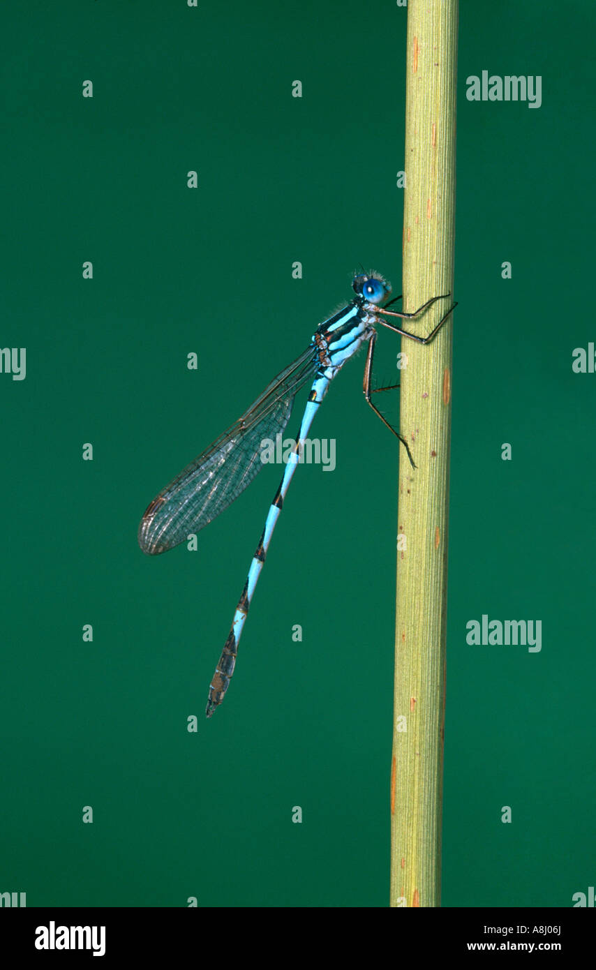 Australian blue damselfly on reed stem Stock Photo - Alamy