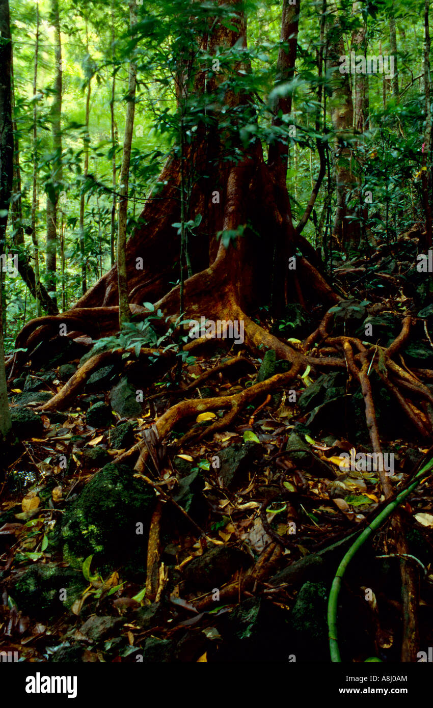 Rainforest tree, Cape Tribulation, Queensland Stock Photo - Alamy
