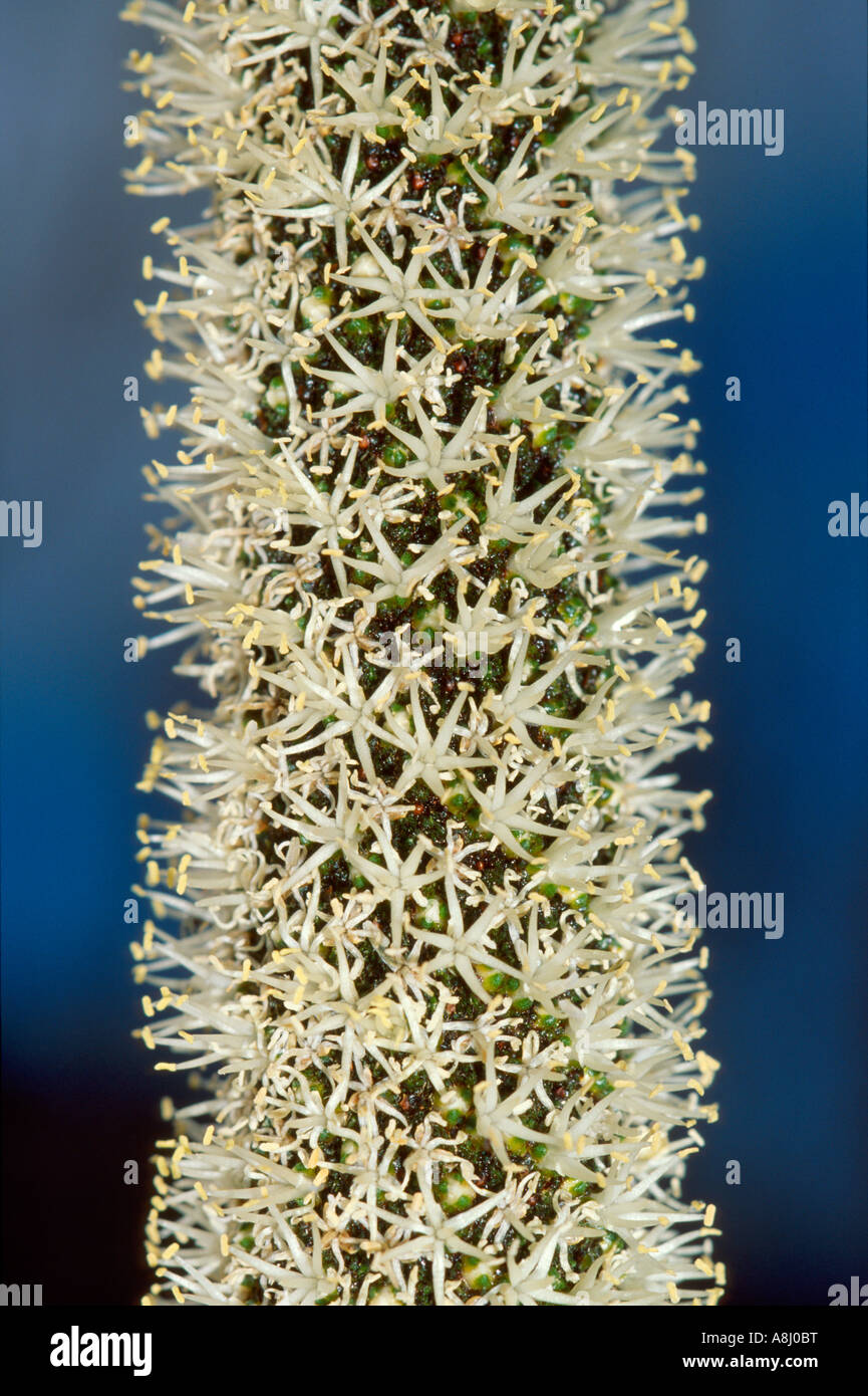 Botany xanthorrhoea blackboy yucca florets hi-res stock photography and ...